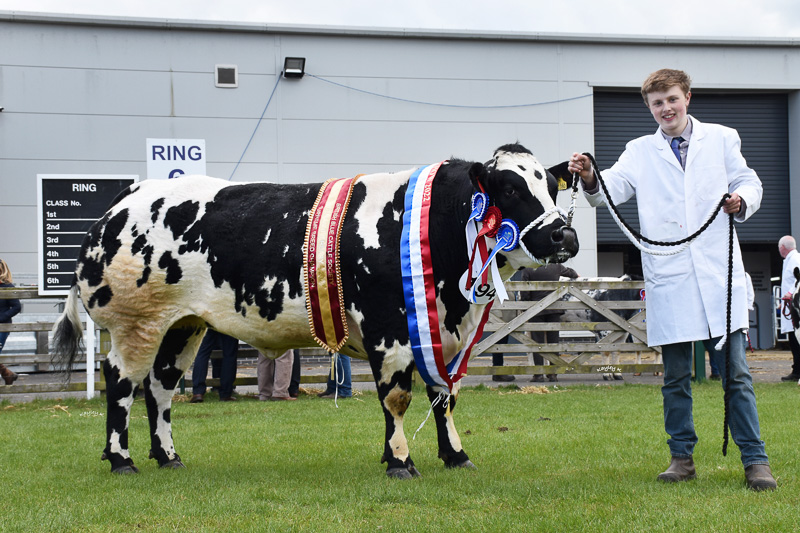 British Blue Cattle Society Shows