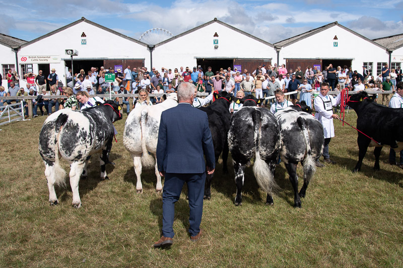 Great Yorkshire Show 2025 British Blue Cattle Results