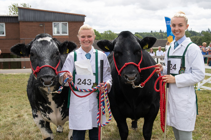 Great Yorkshire Show 2025 British Blue Cattle Results